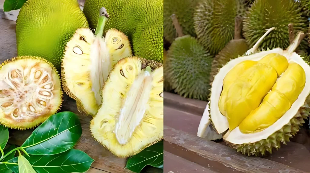 Durian Fruit Benefits, Uses and Side Effects - OnePakistan